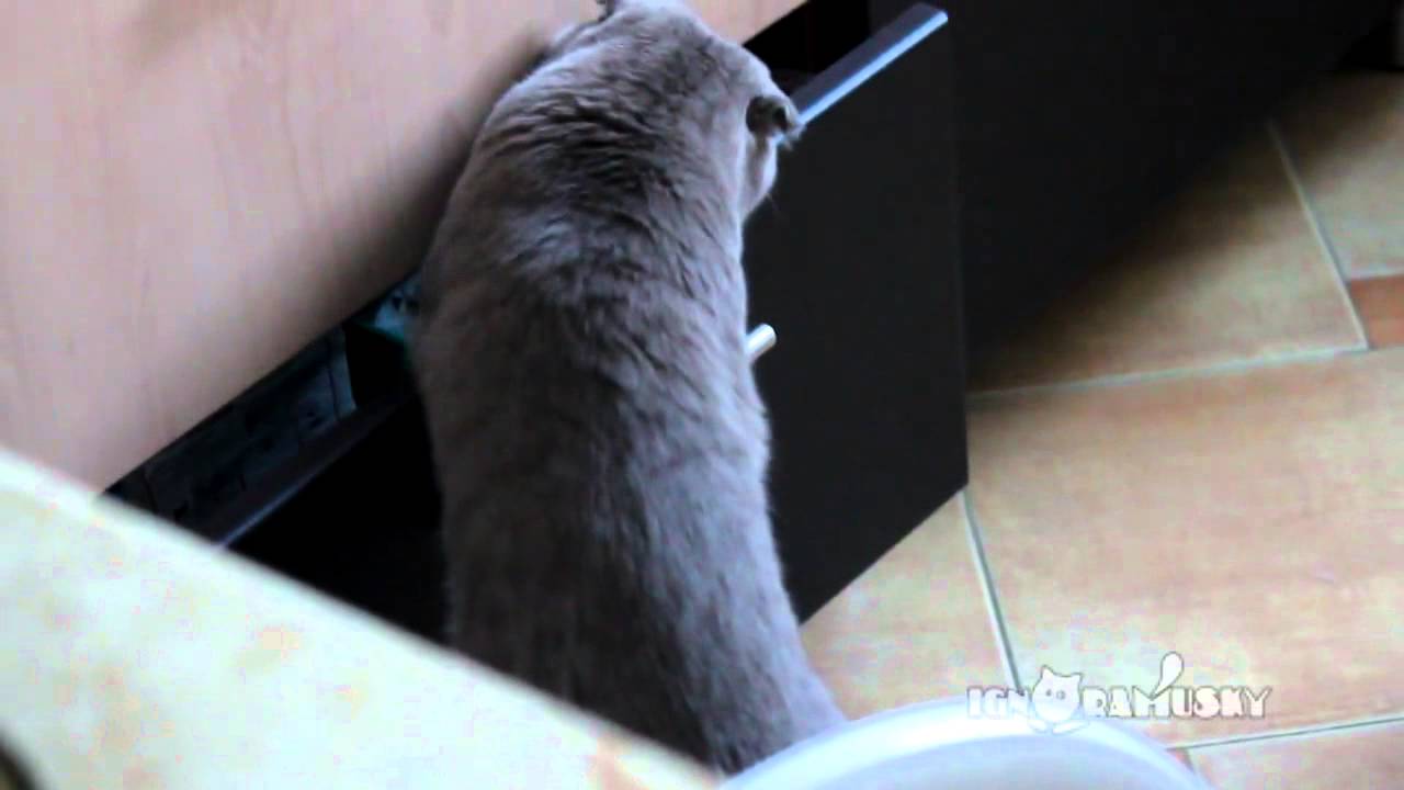 This cat gets caught for being naughty and her reaction is PRICELESS ...