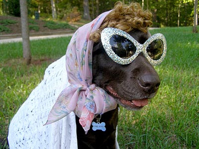 Here’s A Daily Dose Of Cuteness For You: 8 Dogs Dressed As Fancy Ladies ...